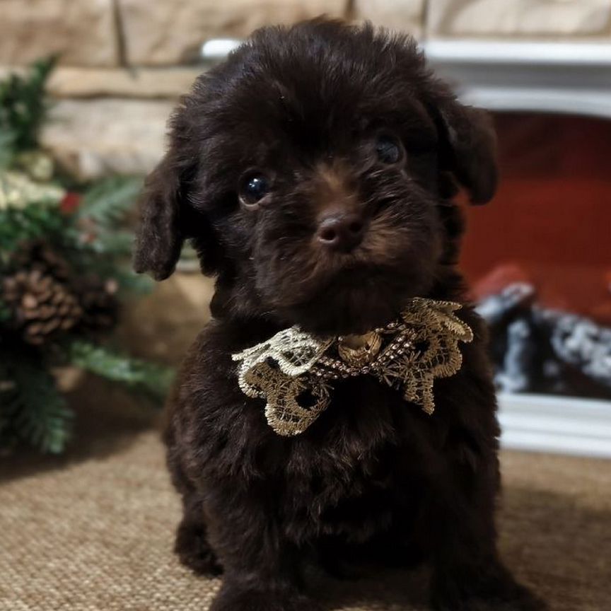 Мальтипу, щенок