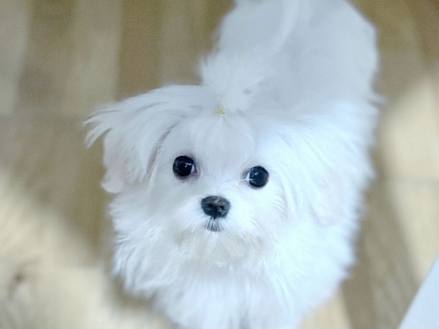 Кукольная лялечка 5 мес мини мальтезе Корея