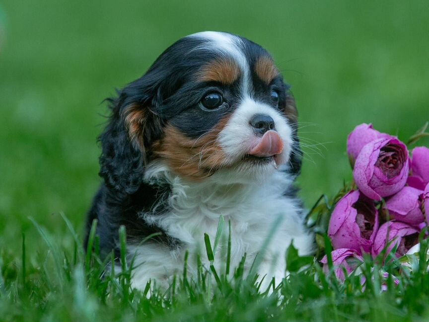 Кавалер кинг чарльз