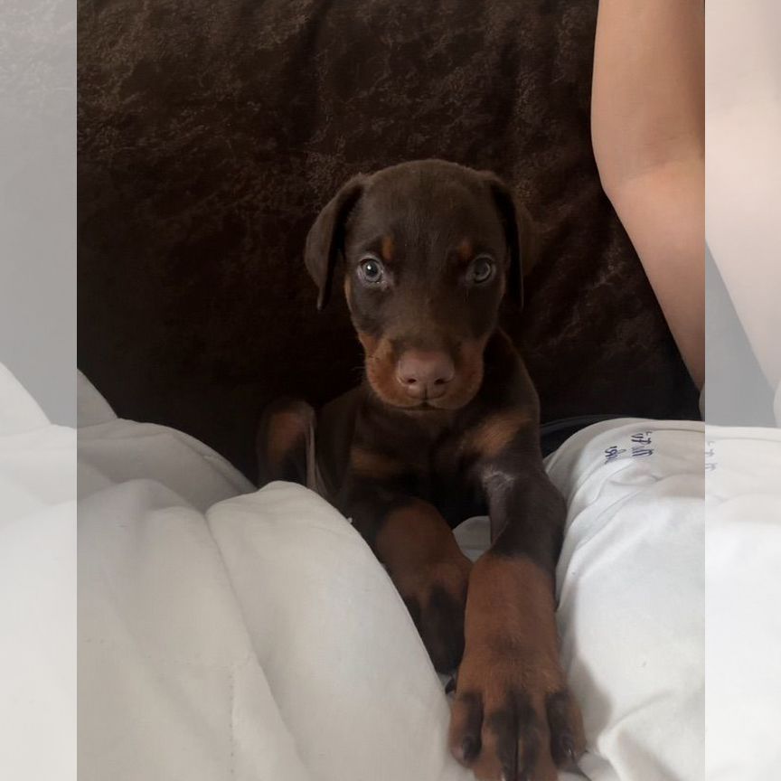 Доберман, щенок