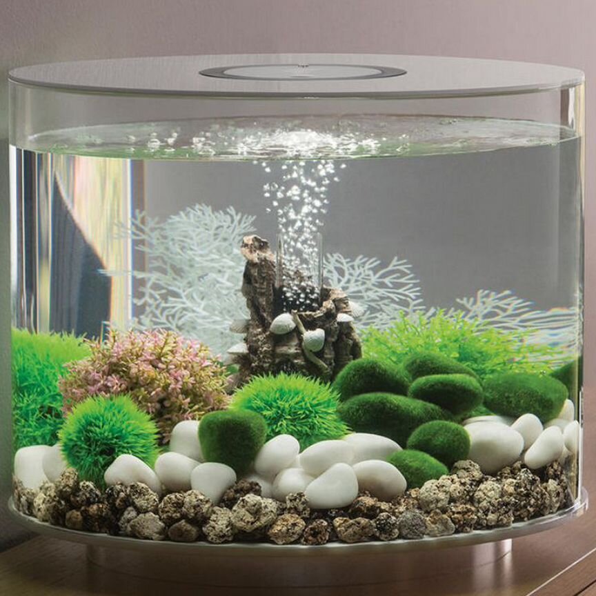 Аквариумные рыбки