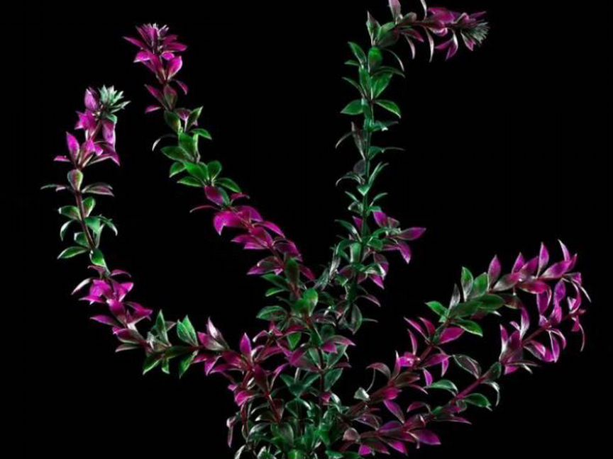 Искусственные растения для аквариума