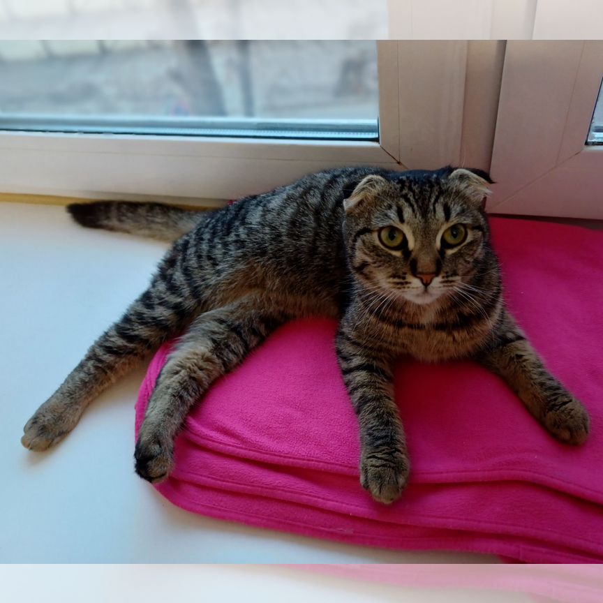 Кошечка потеряшка