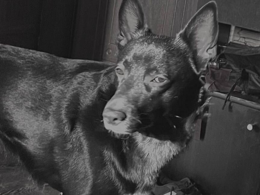 Метис немецкой овчарки