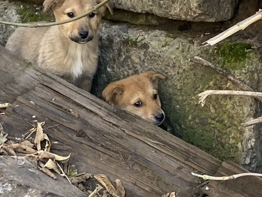 Щенки простые