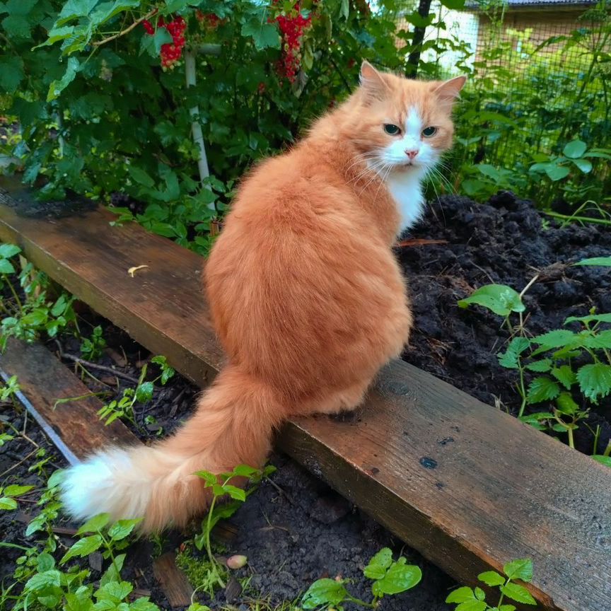 Отдам красивую кошку-мышеловку