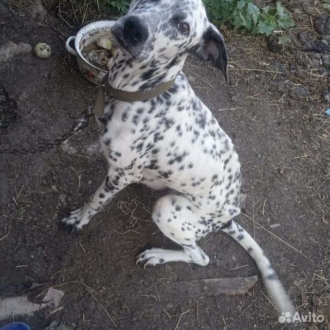 Щенки далматина