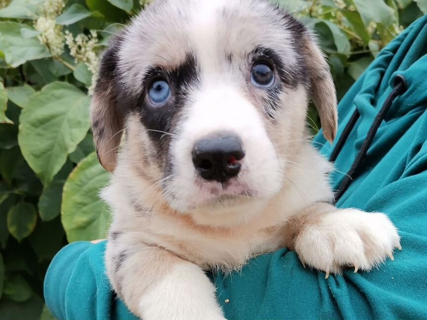 Вельш-корги кардиган мраморный