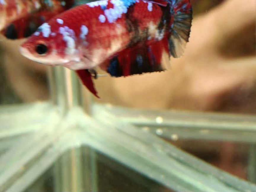 Петушок Халф Мун Кои