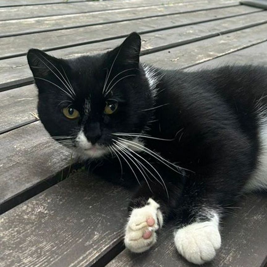 Кот остаётся один