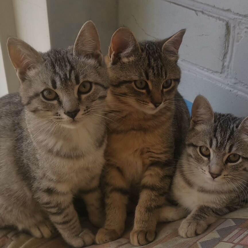 Бесплатно отдам котят в добрые руки
