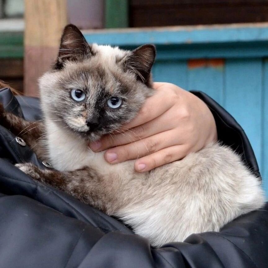 Красивая кошечка ждет своих хозяев