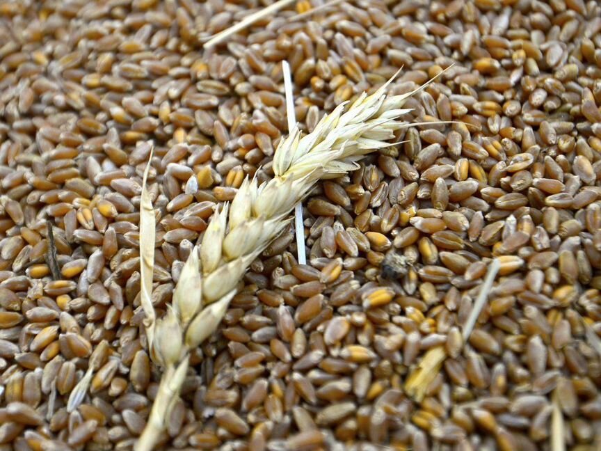 Продам зерно. Пшеница