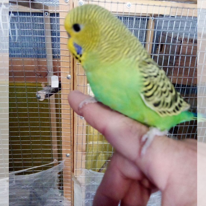 Волнистый попугай