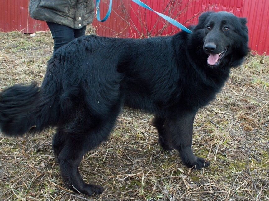 Собачка Зэна в хорошую семью бесплатно