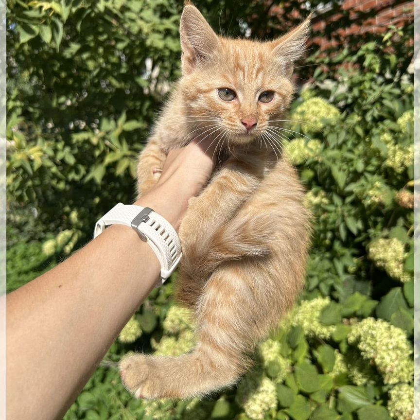 Рыжий котик в добрые руки