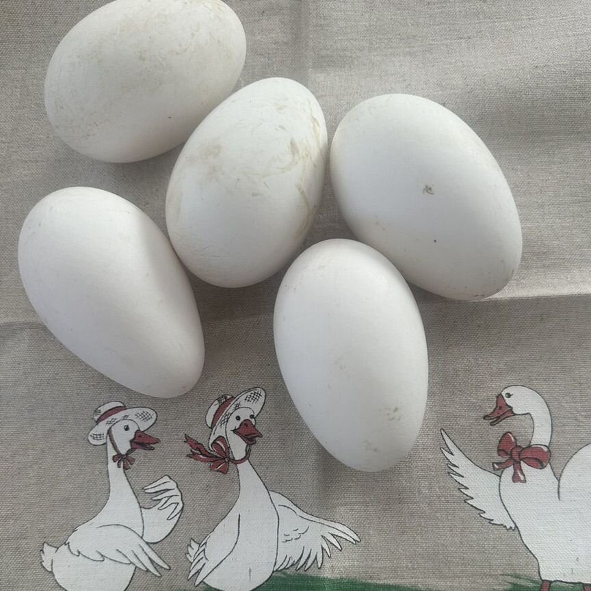 Гусиные яйца