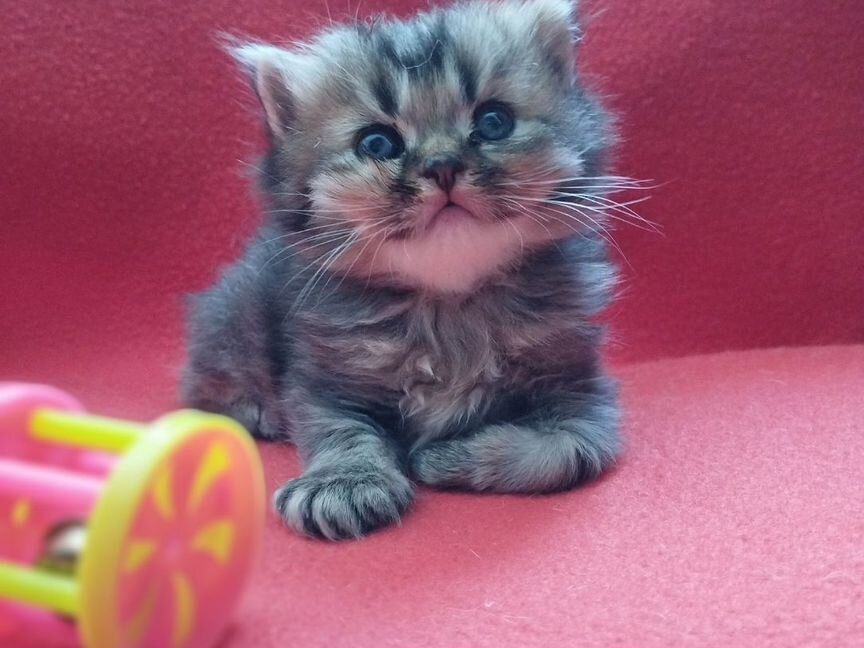 Шотландские котята