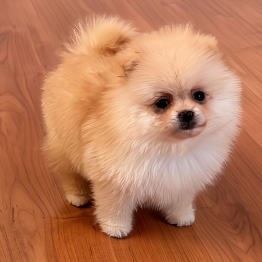 Померанский шпиц, щенок