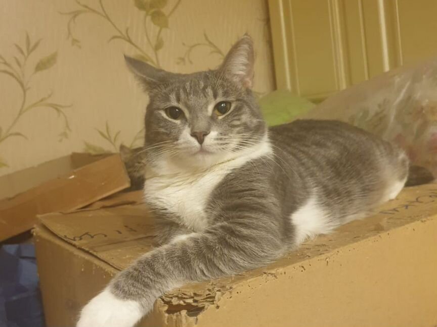 Кошка