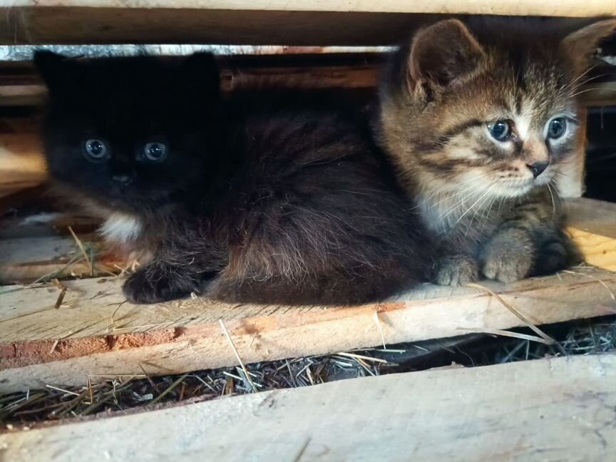 Котята в добрые руки