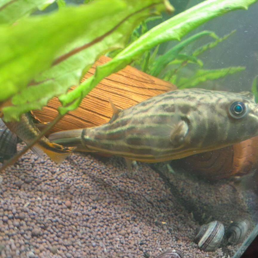 Тетраодон фахака