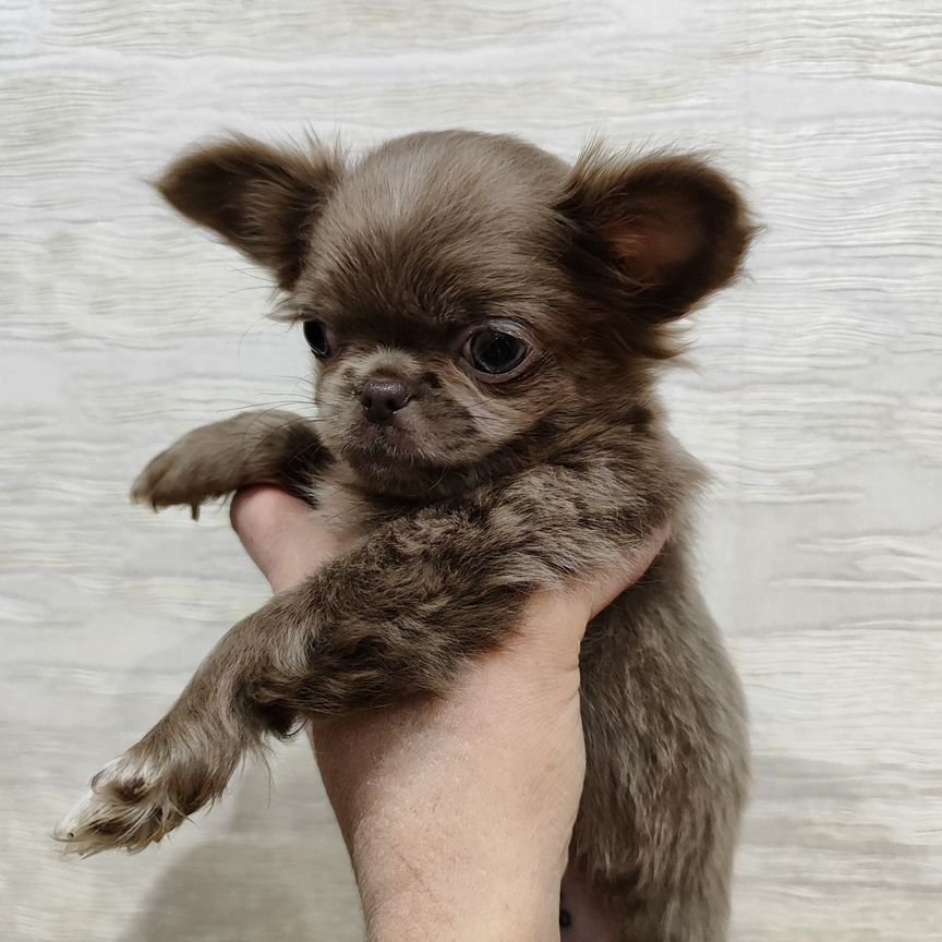 Супер красотка и ее очаровательные сестренки