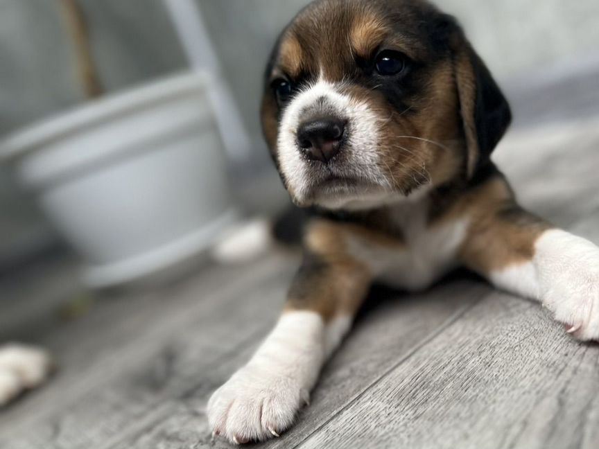 Щенки бигль