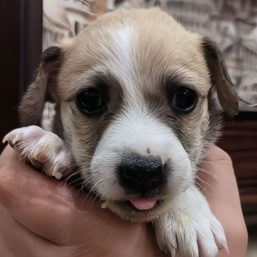 Джек-рассел-терьер, щенок