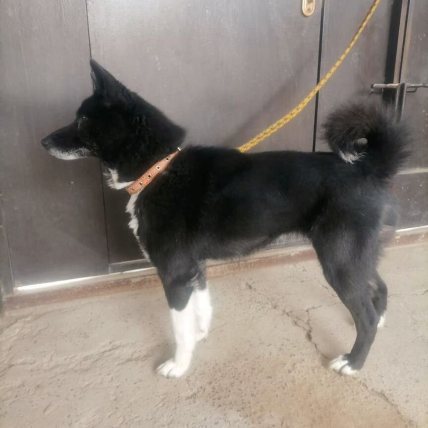 Русско европейская лайка