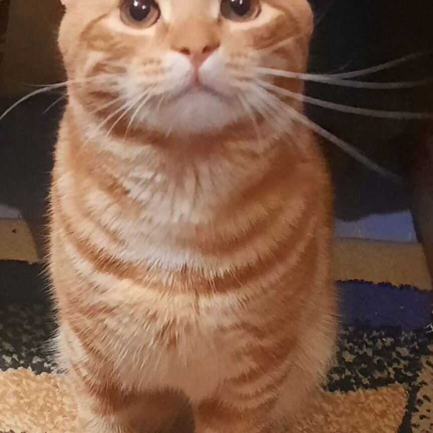 Котик в добрые руки