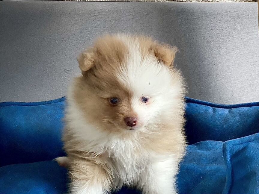 Померанский шпиц мини щенок
