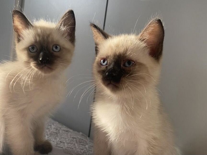 Тайские котята