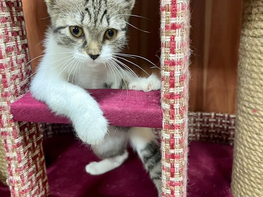 Очень ласковый котенок 1.5 м