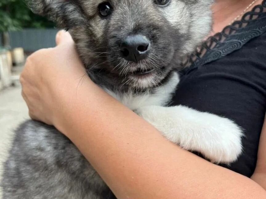 Щенка вернули в отлов спустя 1,5 года