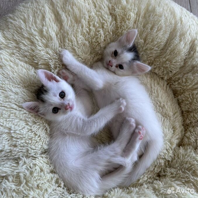 9 котят разного окраса бесплатно