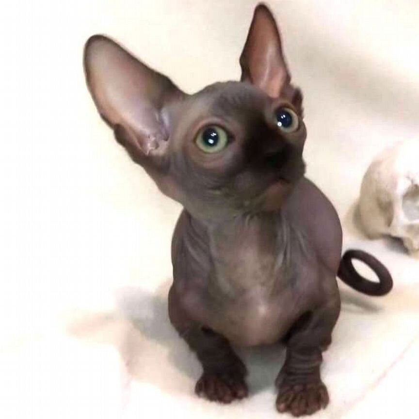 Маленькое счастье в дом