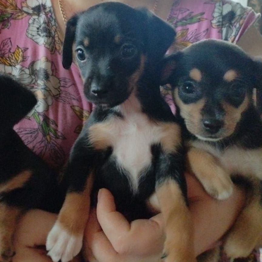 Маленькие собачки