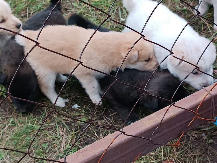 Щенки,кутята в добрые руки