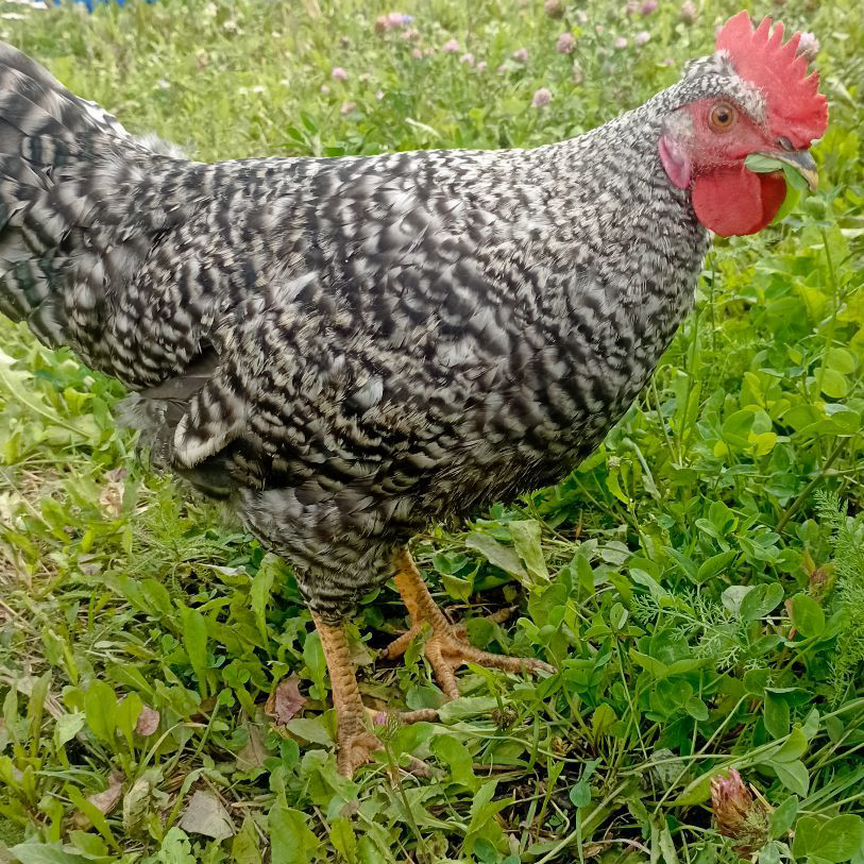 Куры питухи Доминант