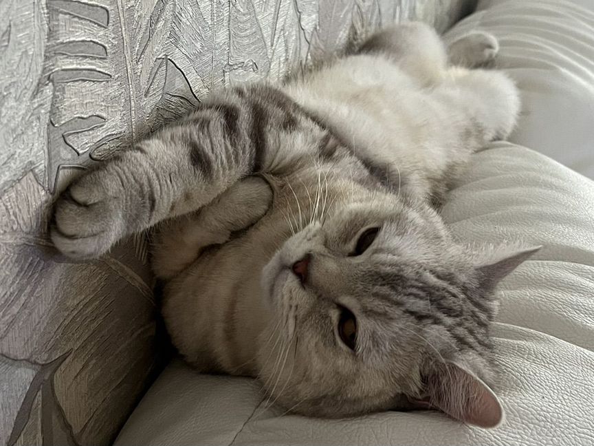 Кот Ричард в добрые руки