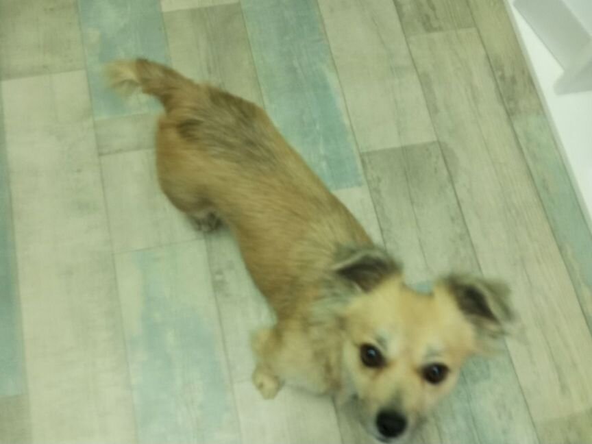 Найдена собака