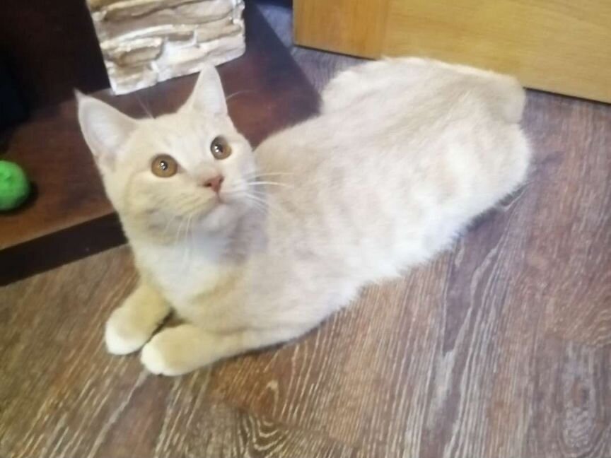 Котик ищет любящую семью