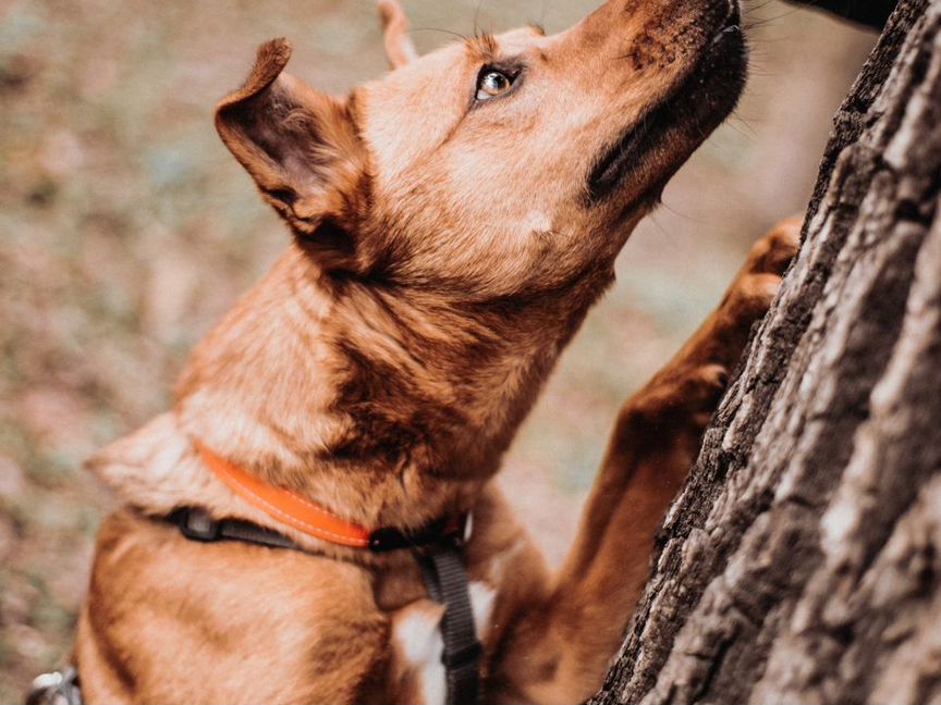 Рыжий собака добрые руки бесплатно