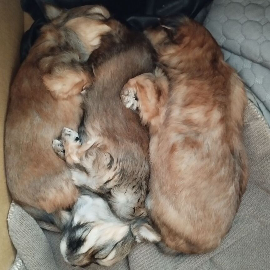 Йоркширский терьер, щенок