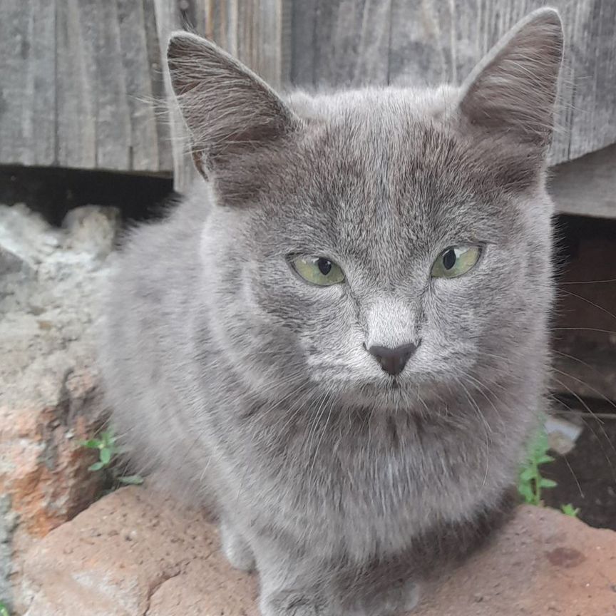 Котята, 5 месяцев