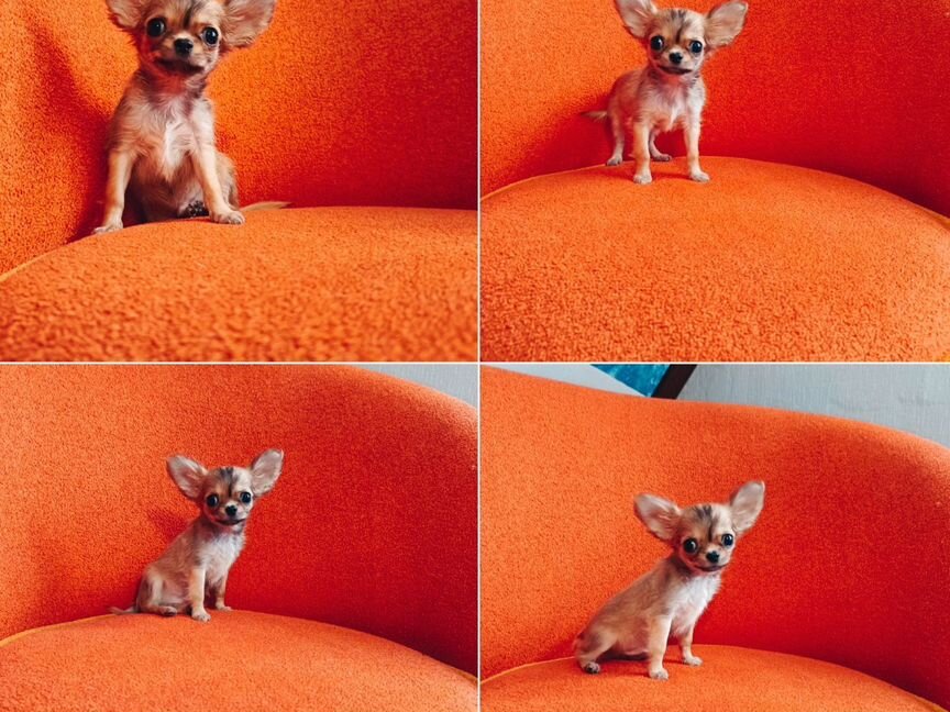 Щенки чихуахуа mini Читайте описание