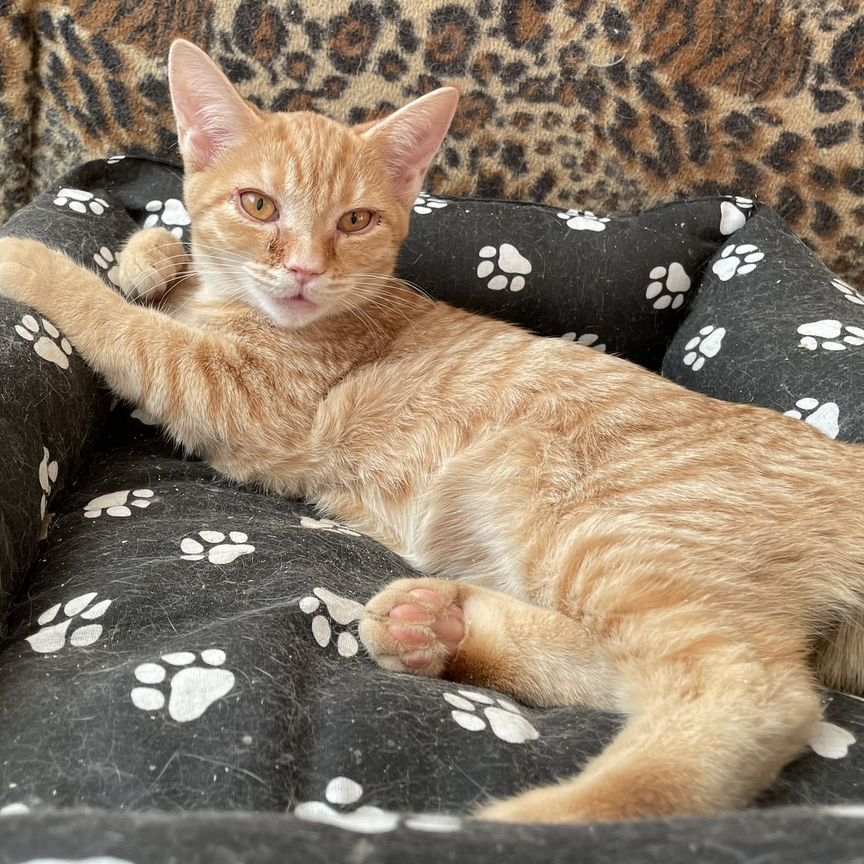 Рыжий котенок мальчик 4 мес