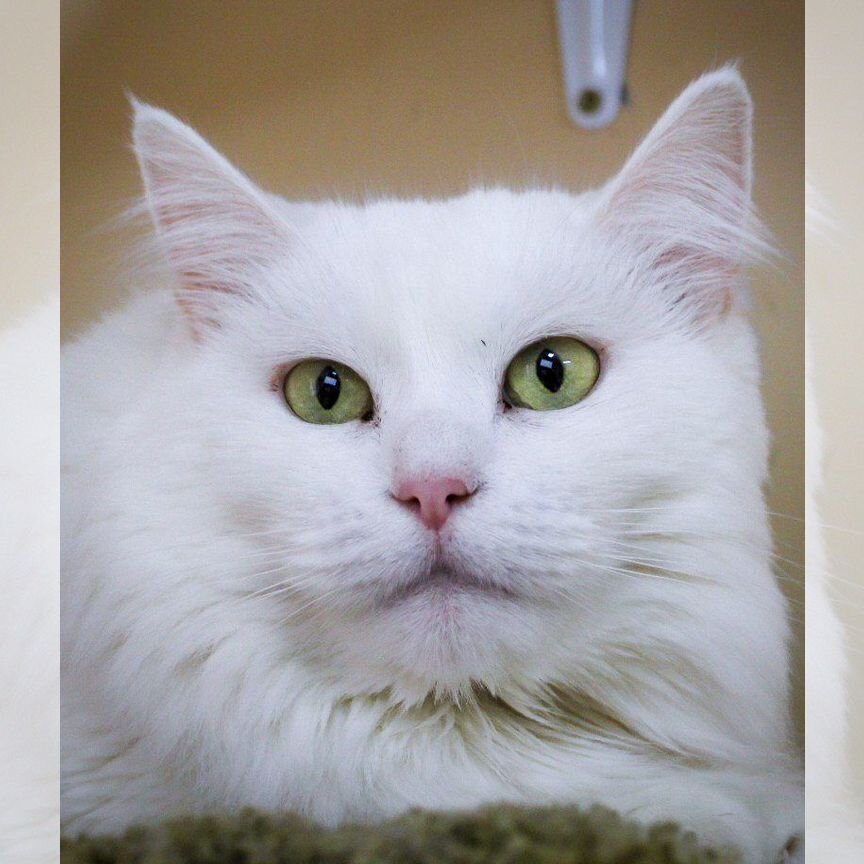 Пушистая белая кошка