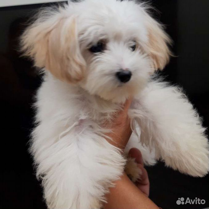 Мальтипу mini микро